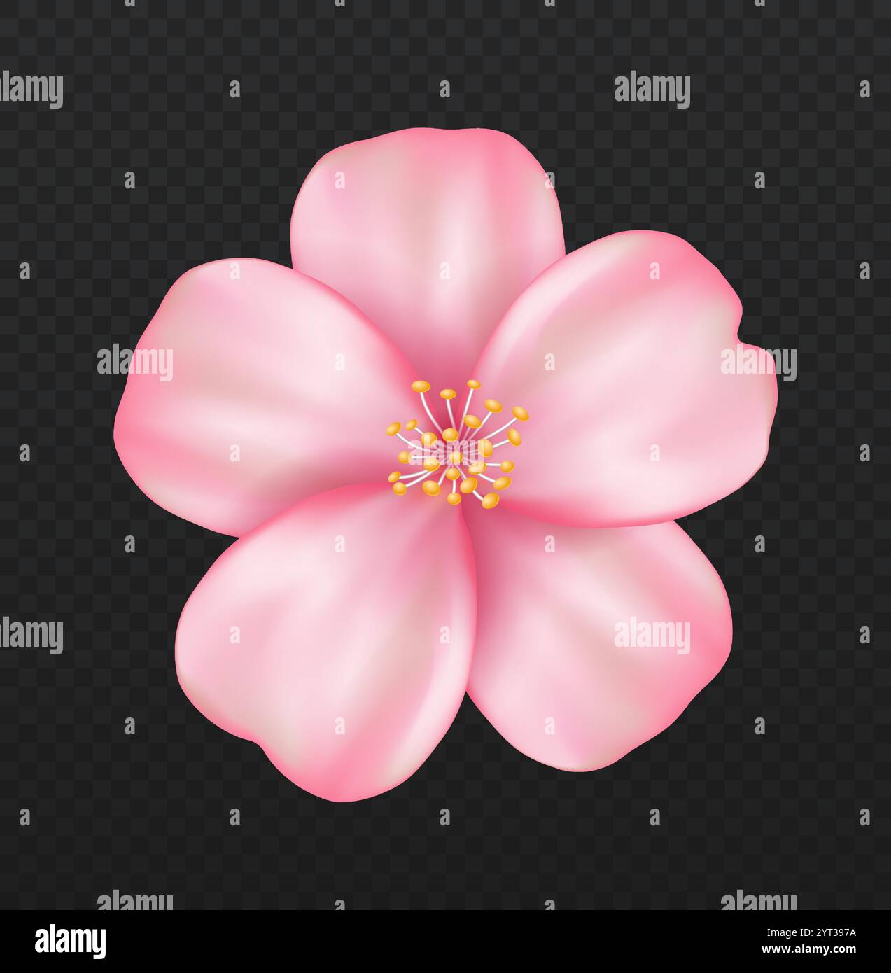 Cherry blossom plant. Pink sakura flower. Traditional japanese bloom ...