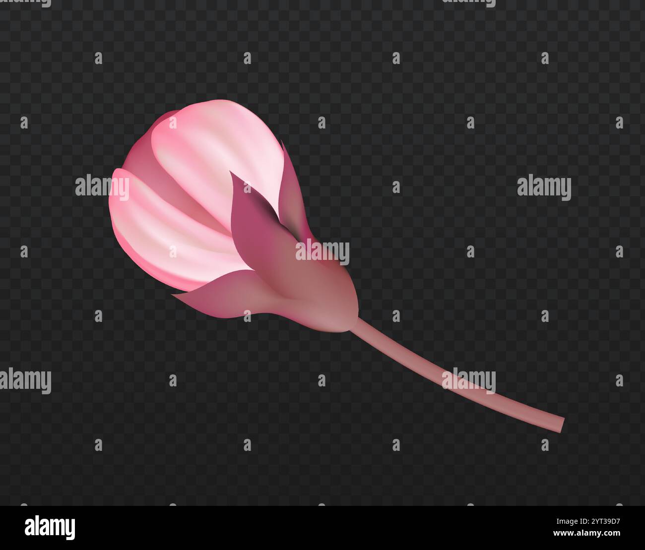 Cherry blossom plant. Pink sakura flower. Traditional japanese bloom ...