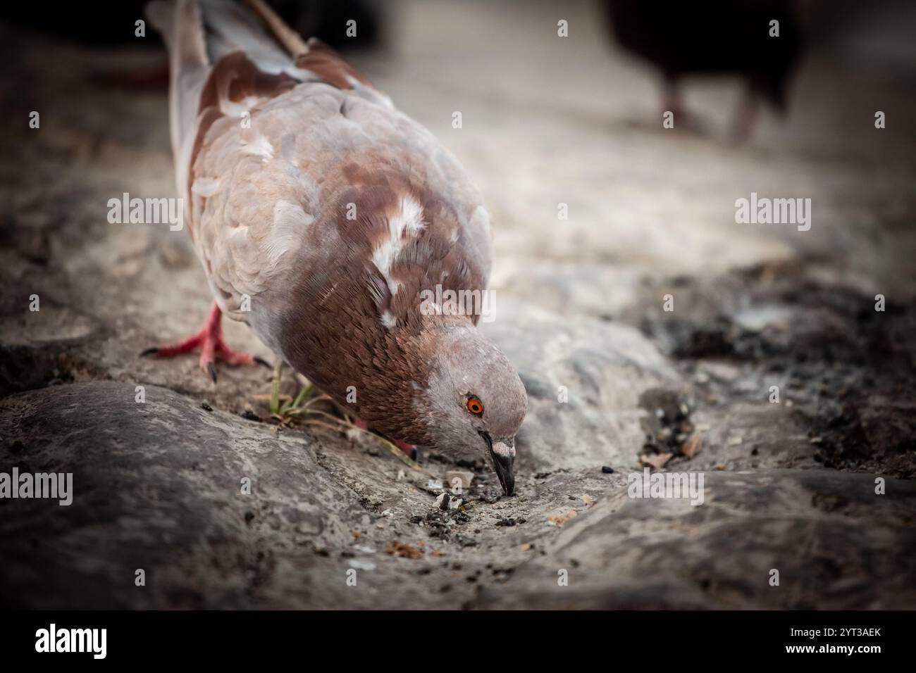 Closeup of a pigeon feeding on the ground, highlighting its reddish ...