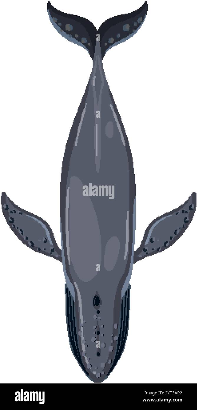 Illustration of a blue whale from above Stock Vector Image & Art - Alamy