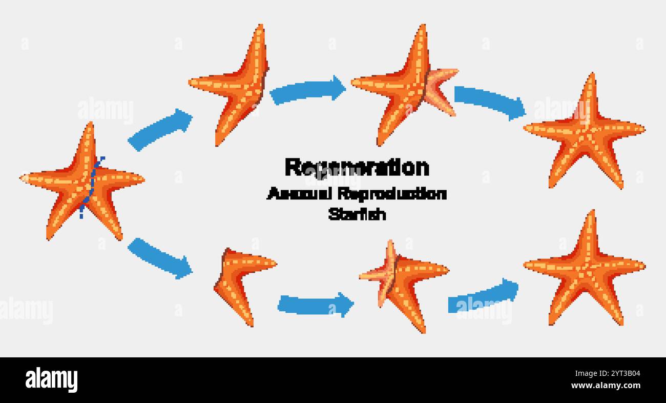 Illustration of starfish regeneration process and asexual reproduction ...