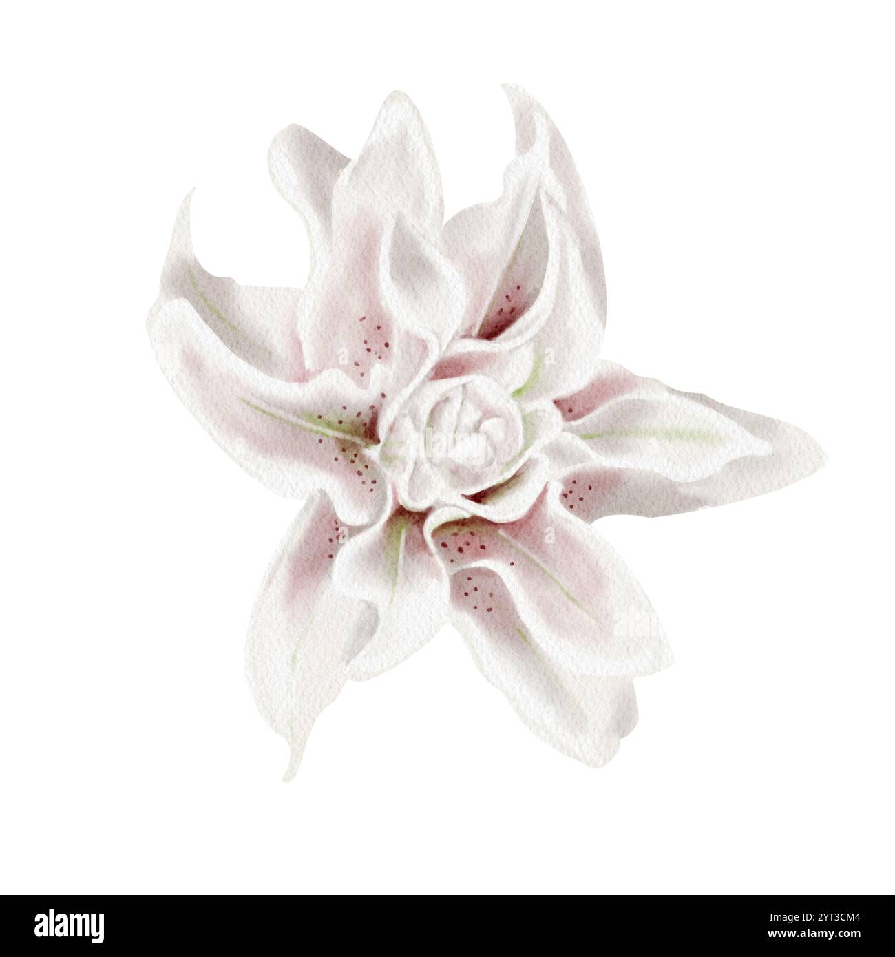 Lily flower. Watercolor illustration. Delicate white and pink lily bud ...