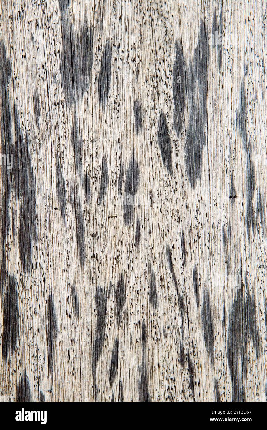 Natural wooden texture background with with wood textured pattern Stock ...