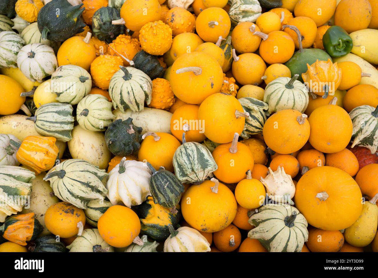 An arrangement of organic fresh winter squash on display for harvest ...
