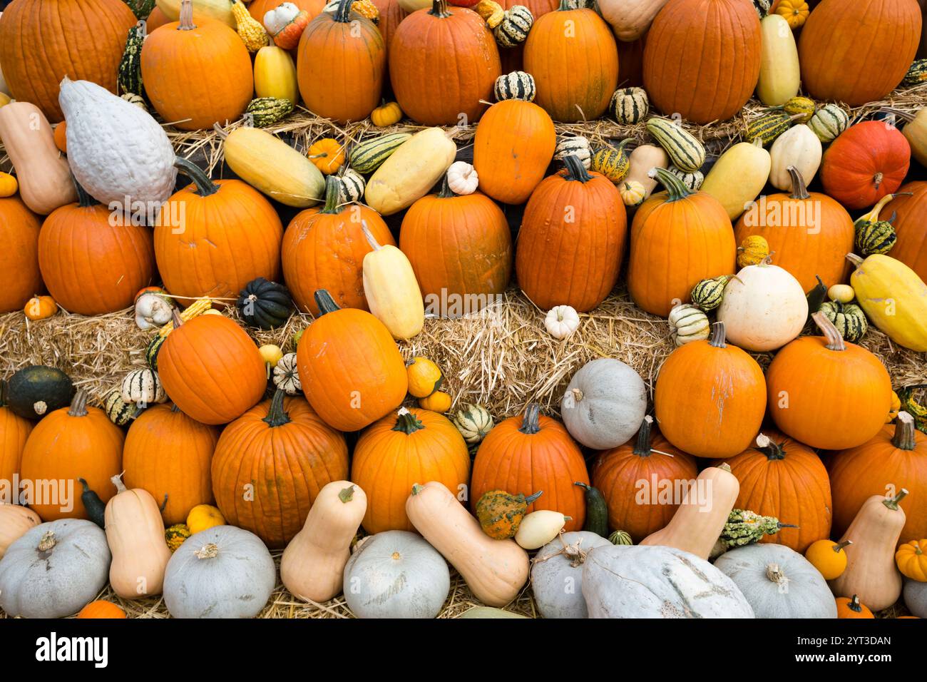 An arrangement of organic fresh winter squash on display for harvest ...