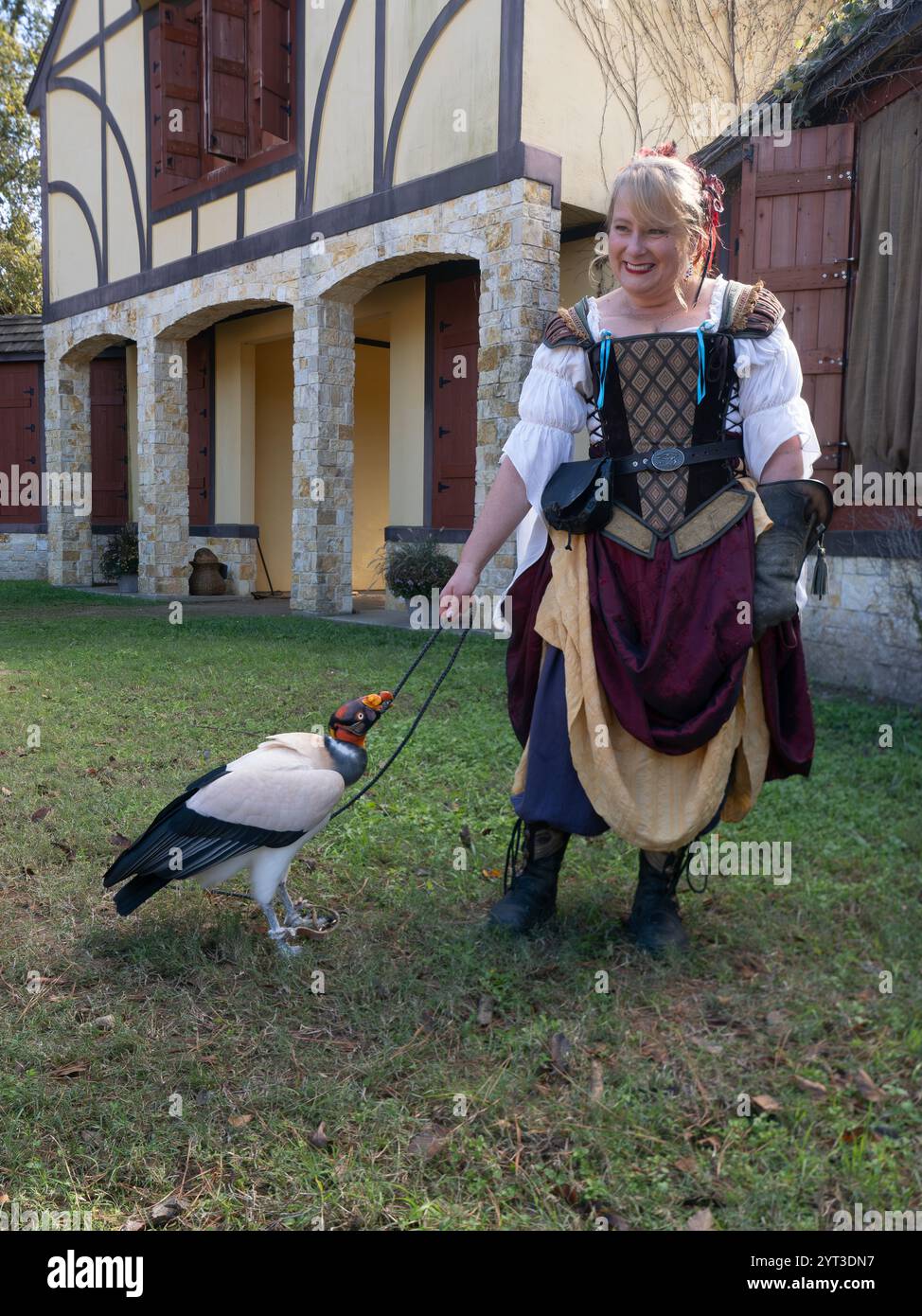Captive King vulture with its falconer during a Birds of Prey Show by ...