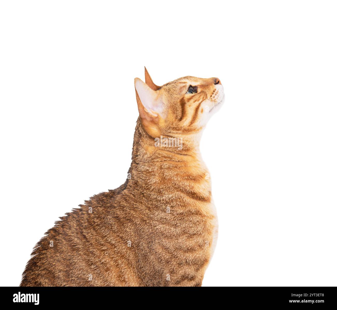 Side view of Cat looking up and isolated on white Stock Photo - Alamy