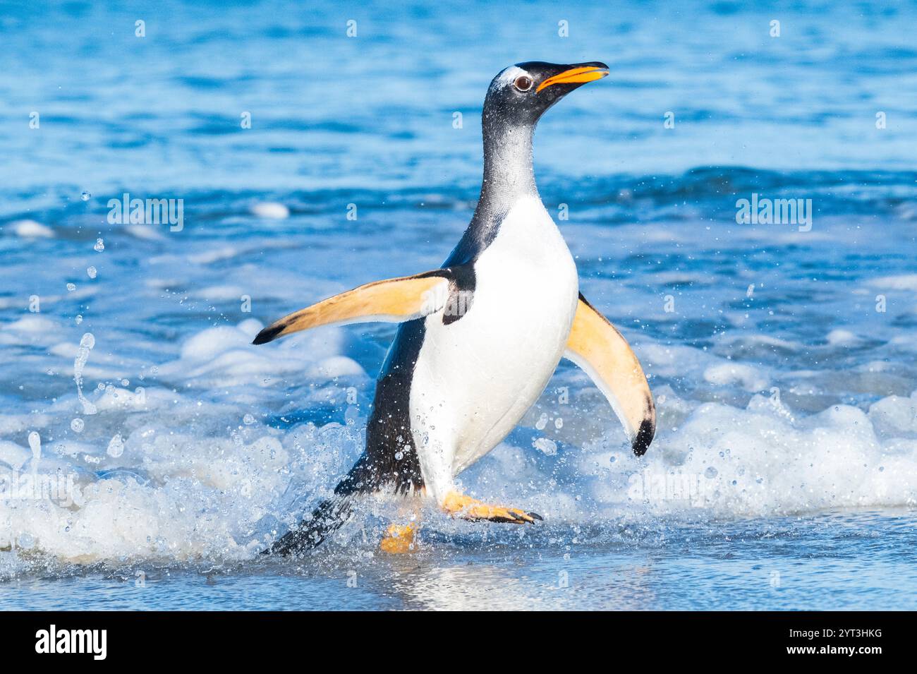 Gentoo penguins arriving back at the beach after a day at sea foraging ...