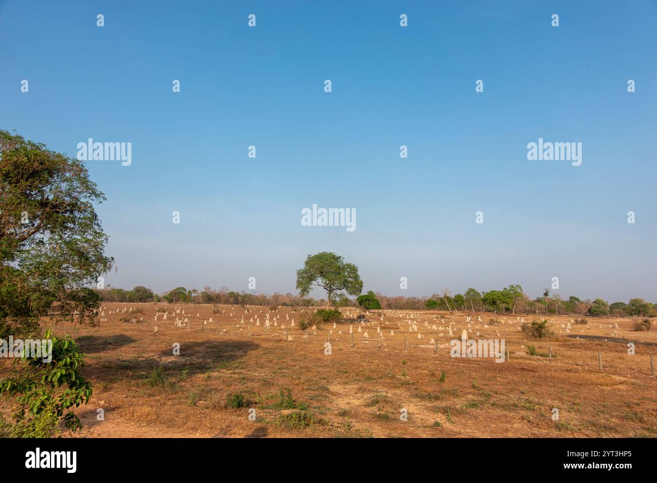 Red soil and scattered termite mounds in rural Pantanal landscape in ...