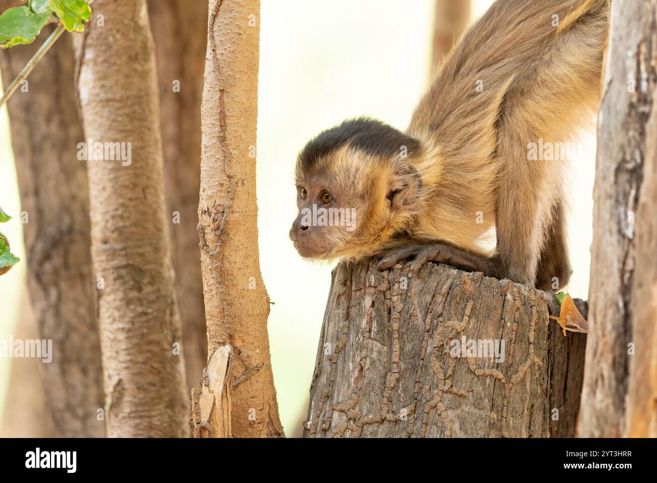Capuchin monkey squatting on post and bending down curiously peering at ...