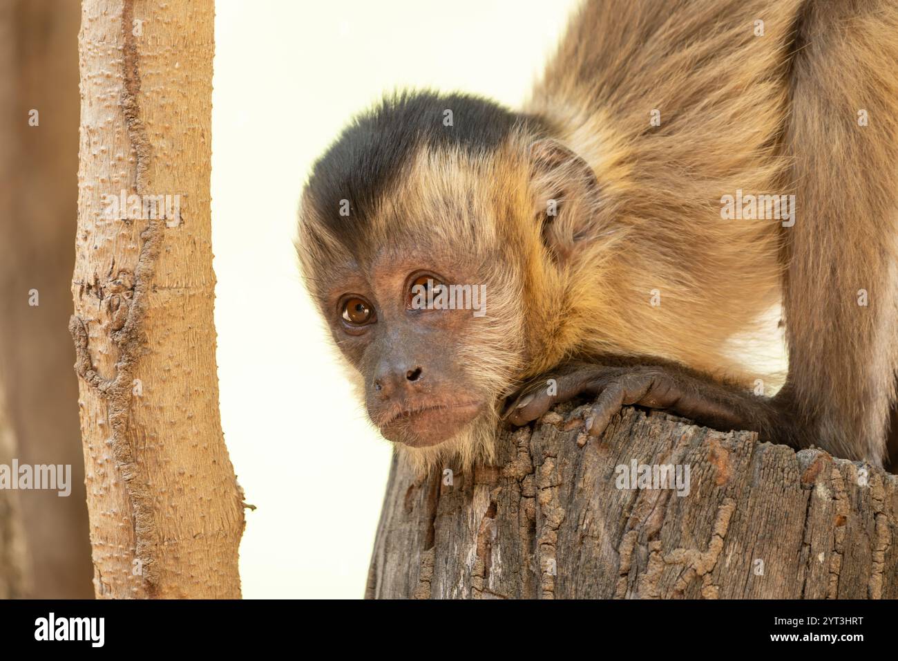 Capuchin monkey squatting on post and bending down curiously peering at ...