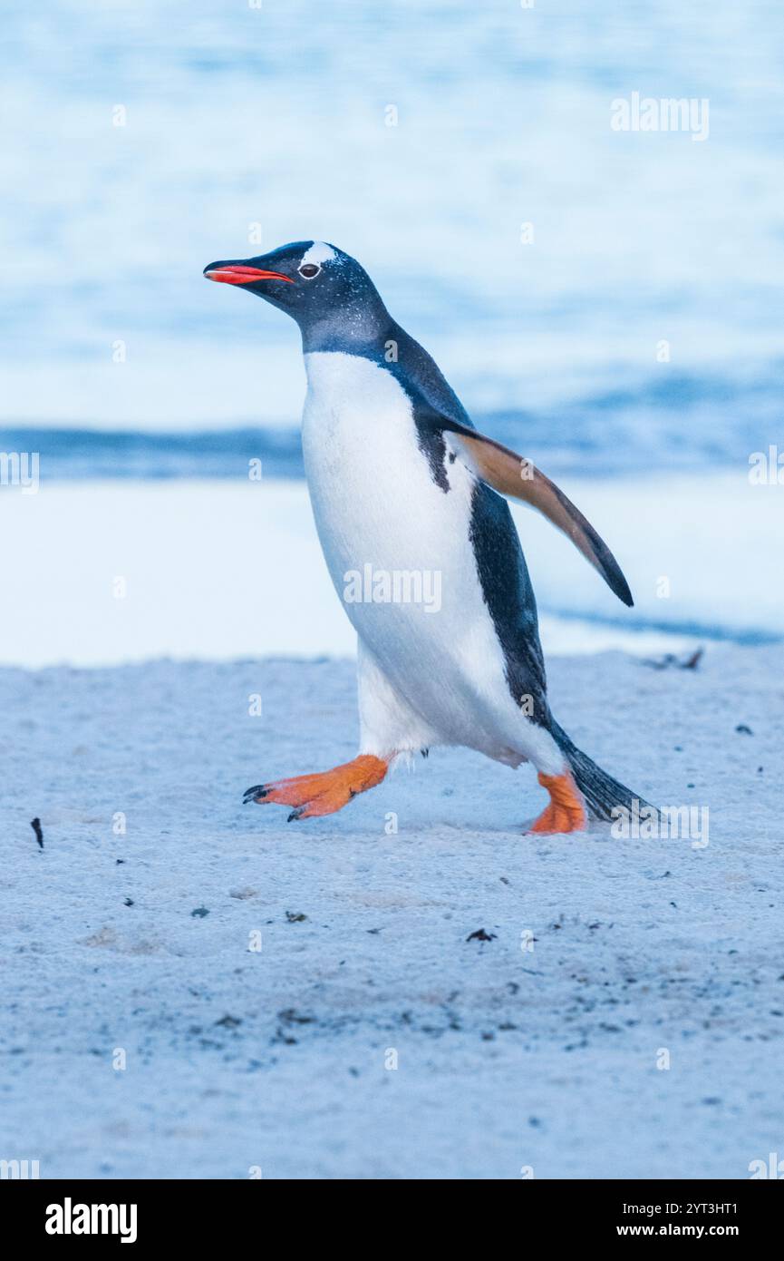 Gentoo penguins arriving back at the beach after a day at sea foraging ...