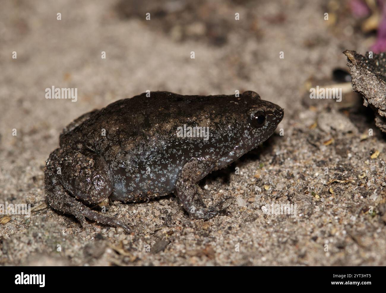 Eastern Narrow-mouthed Toad (Gastrophryne carolinensis) amphibian ...