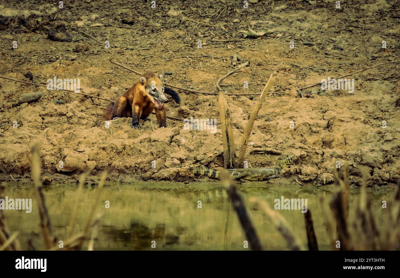 Coati mouth open and baring fangs at caiman by waterhole in the ...