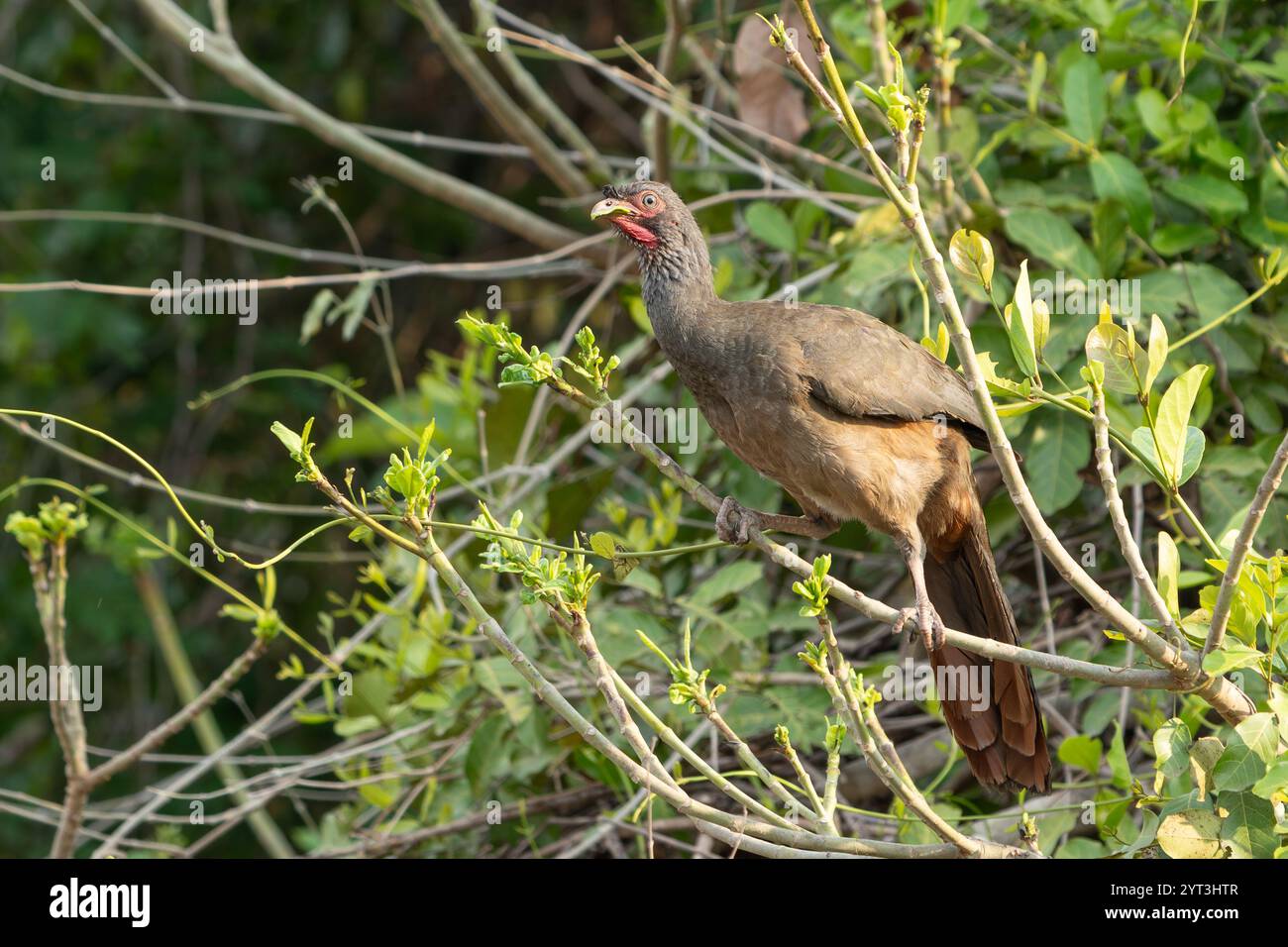 Chaco chachalaca bird in tree in the Pantanal Brazil Stock Photo - Alamy