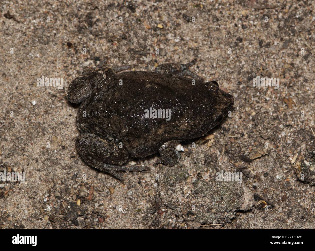 Eastern Narrow-mouthed Toad (Gastrophryne carolinensis) amphibian ...