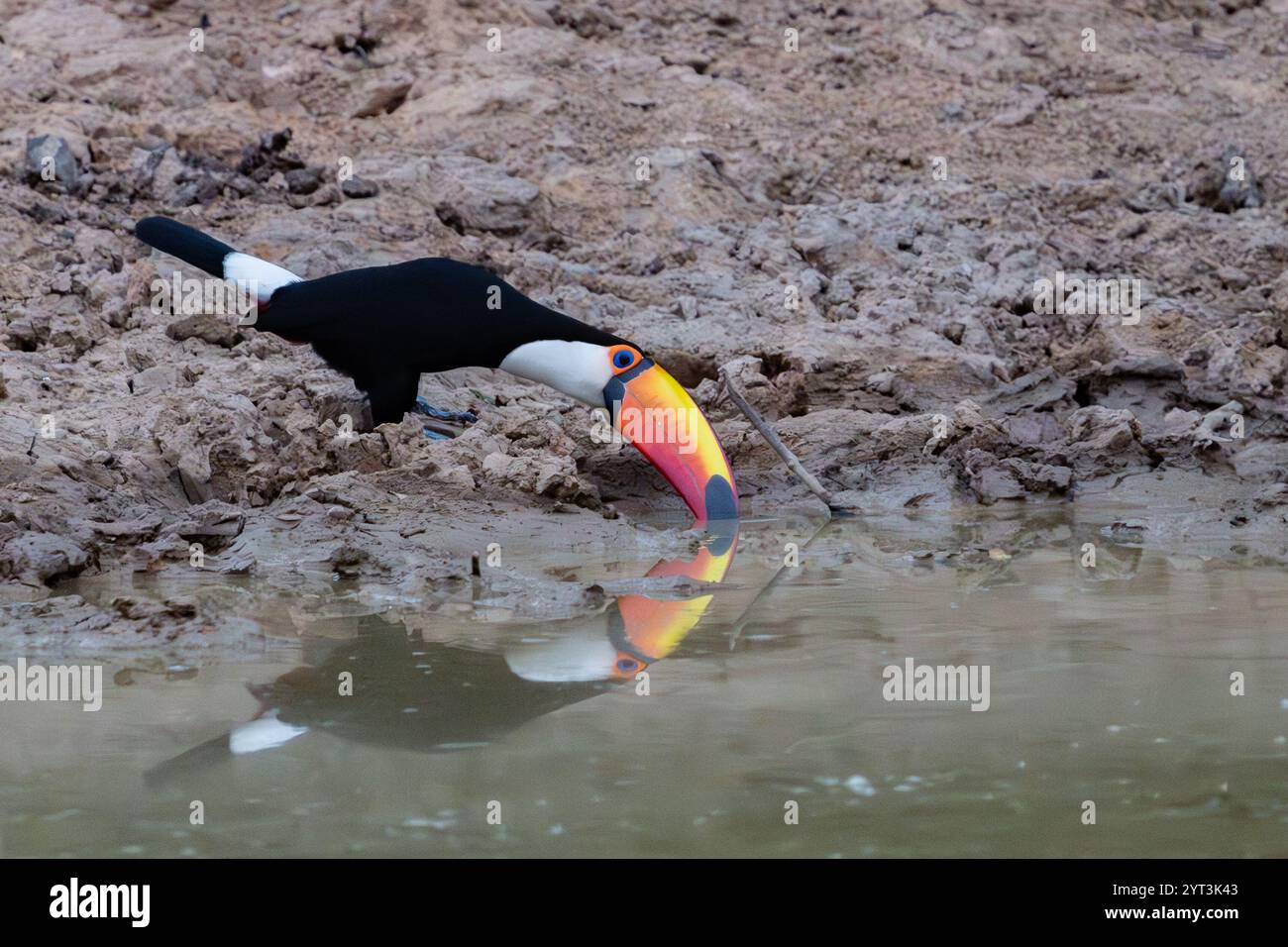 Toucan on or near ground around dry waterhole in the Pantanal Brazil ...