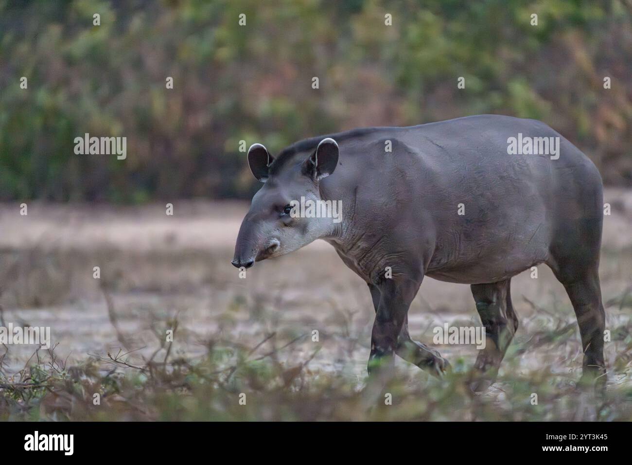 Tapir walking by but keeping an eye on the camera in the Pantanal ...