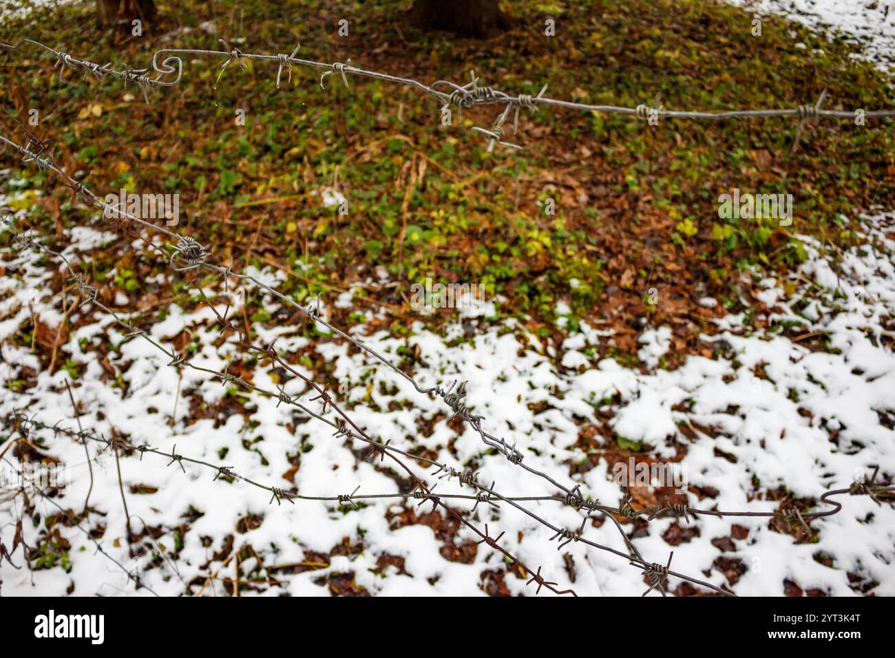 Barbed wire forest snow hi-res stock photography and images - Alamy