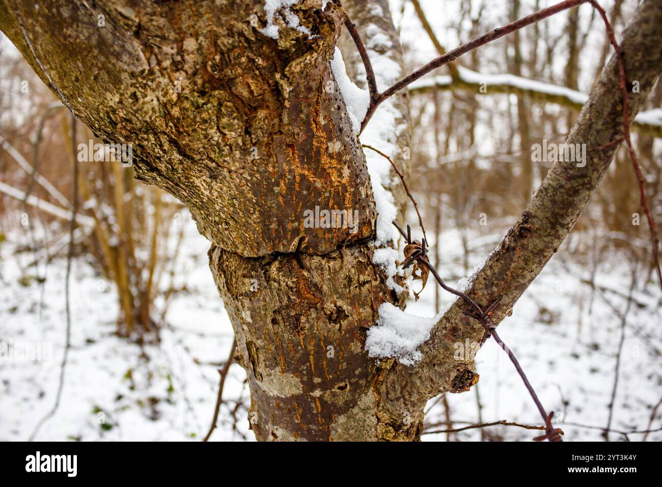 Tree trunk crushed by barbed wire wound around it Stock Photo - Alamy