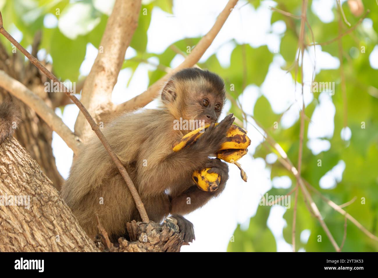 Capuchin monkey in tree eating banana in the Pantanal Brazil Stock ...