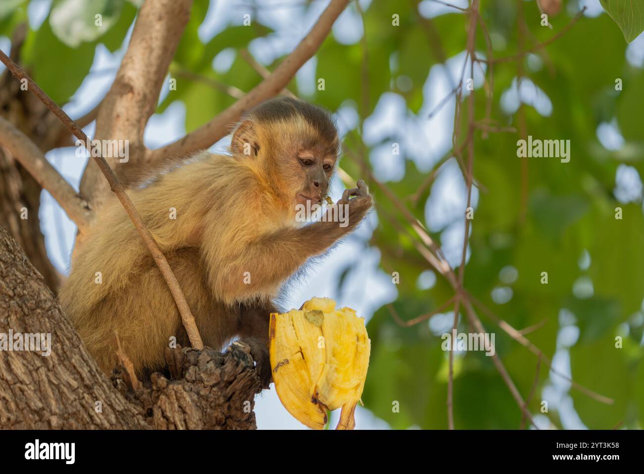 Capuchin monkey in tree with banana skin looking at hand in the ...
