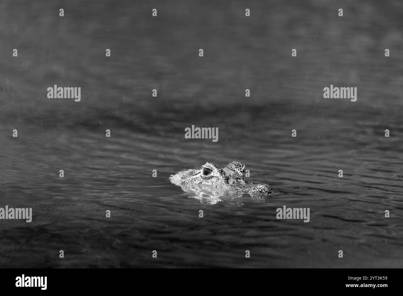South American caim with snout and eyes just above surface of water in ...