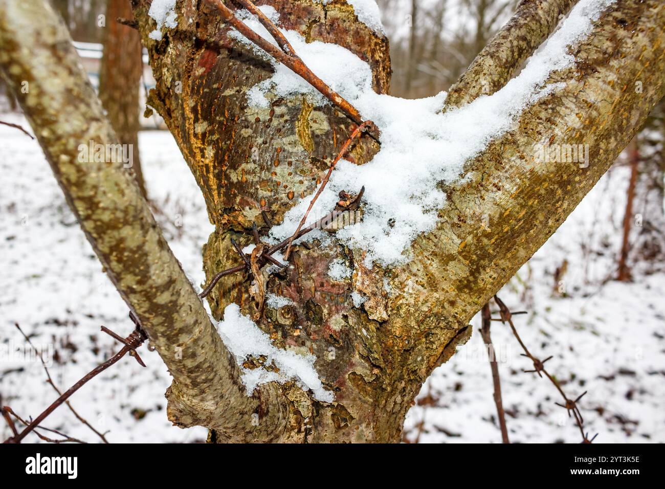 Barbed wire around tree hi-res stock photography and images - Alamy