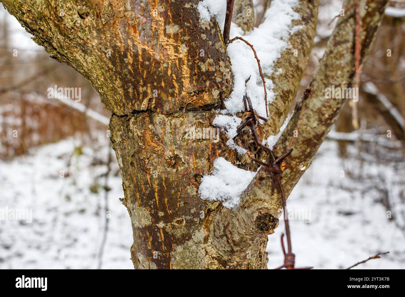 Tree trunk barbed wire hi-res stock photography and images - Alamy
