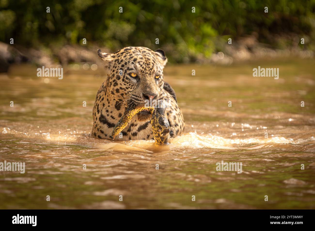 jaguar dragging snake kill through river in Pantanal Brazil Stock Photo ...