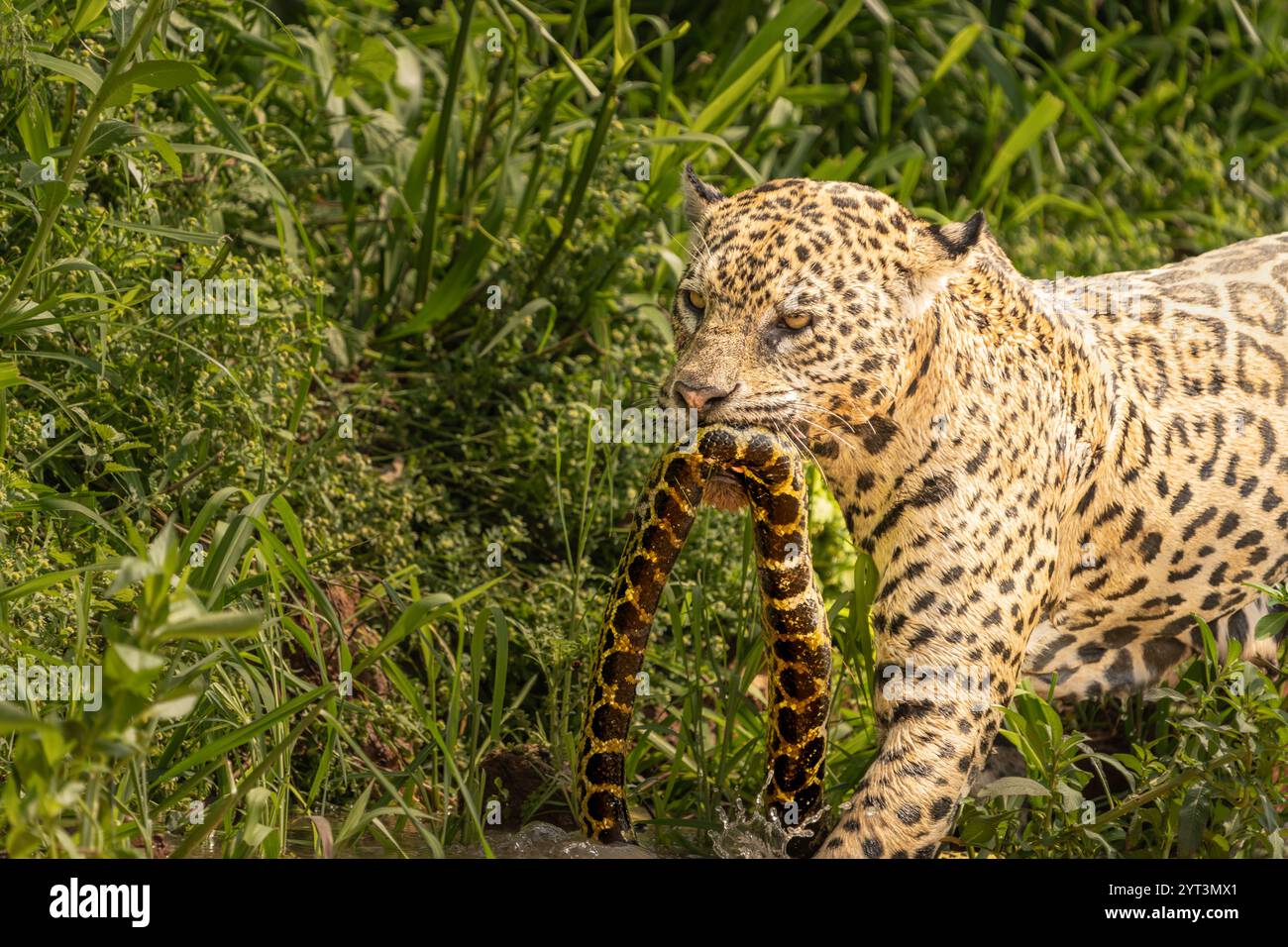 jaguar dragging snake kill through river in Pantanal Brazil Stock Photo ...
