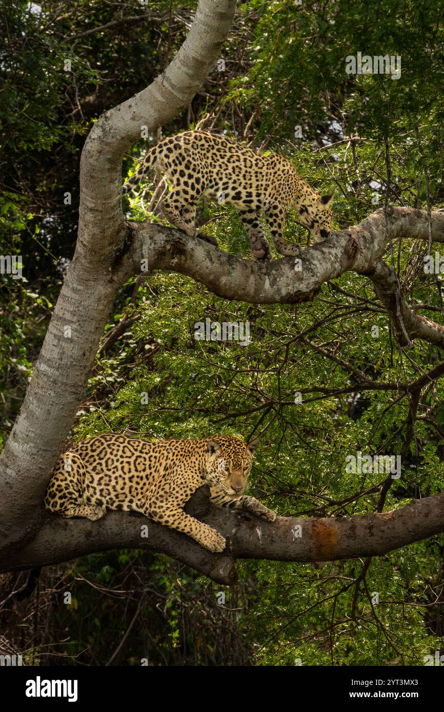 Mother jaguar and cub vertical composition high in tree in branches ...