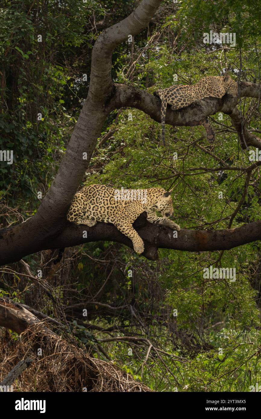 Mother jaguar and cub vertical composition high in tree in branches ...
