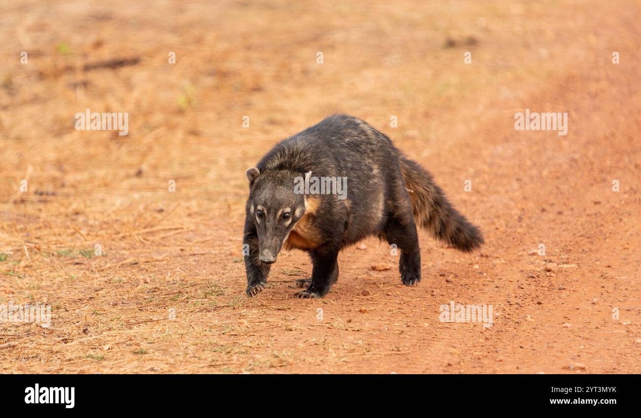 Coati or coatimundi on red soil road in the Pantanal Brazil Stock Photo ...