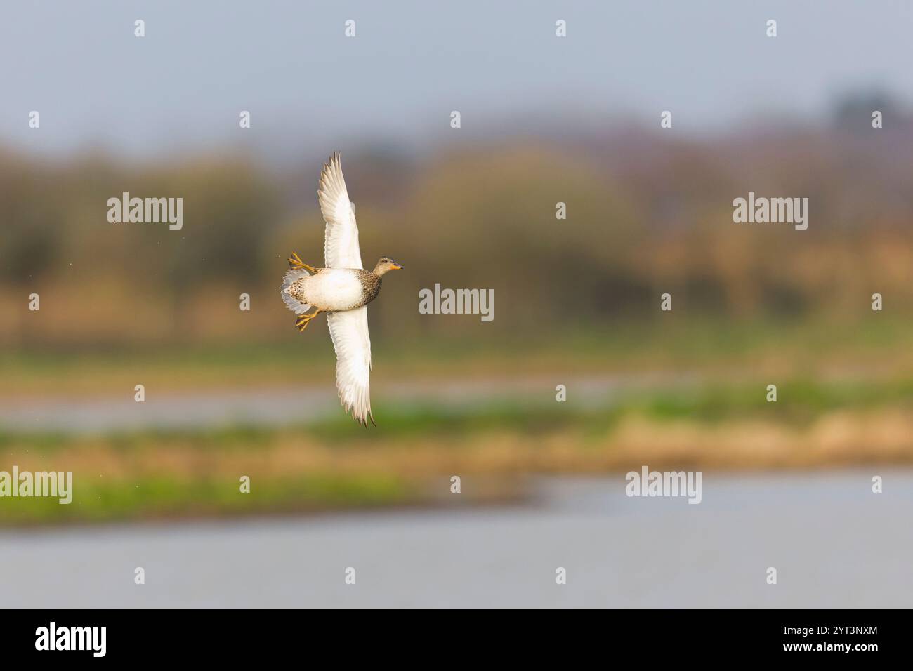 Gadwall Anas strepera, adult female turning in flight, Minsmere RSPB ...
