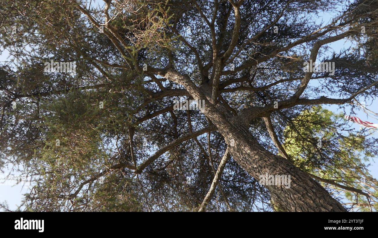 Hollywood, California, USA 5th December 2024 This Tree Is Dedicated to ...