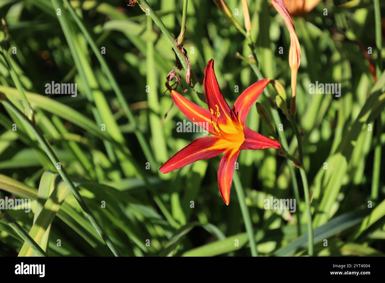 Red orange yellow and gold hi-res stock photography and images - Alamy