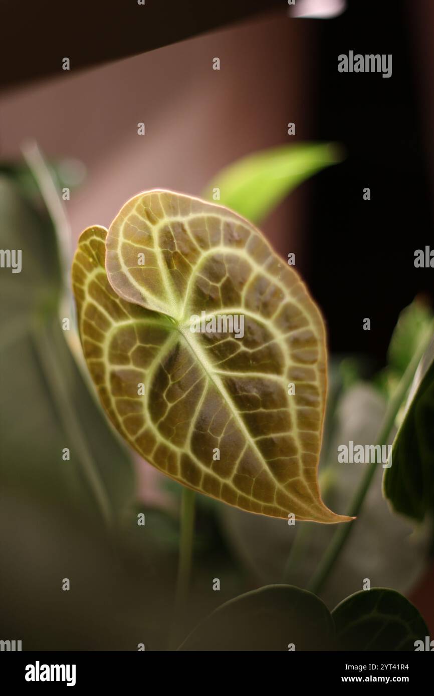 Featuring intricate veining hi-res stock photography and images - Alamy