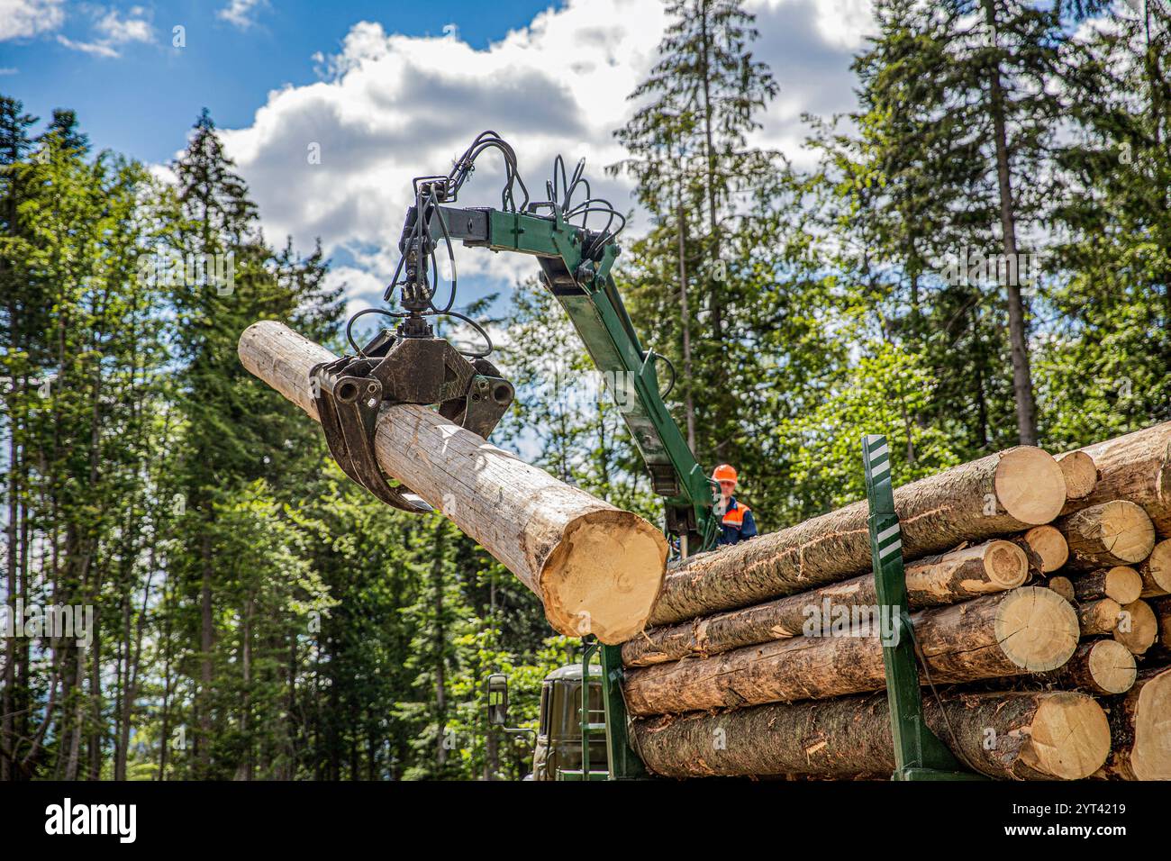 Forest industry. Felling of trees, cut trees , forest cutting area ...