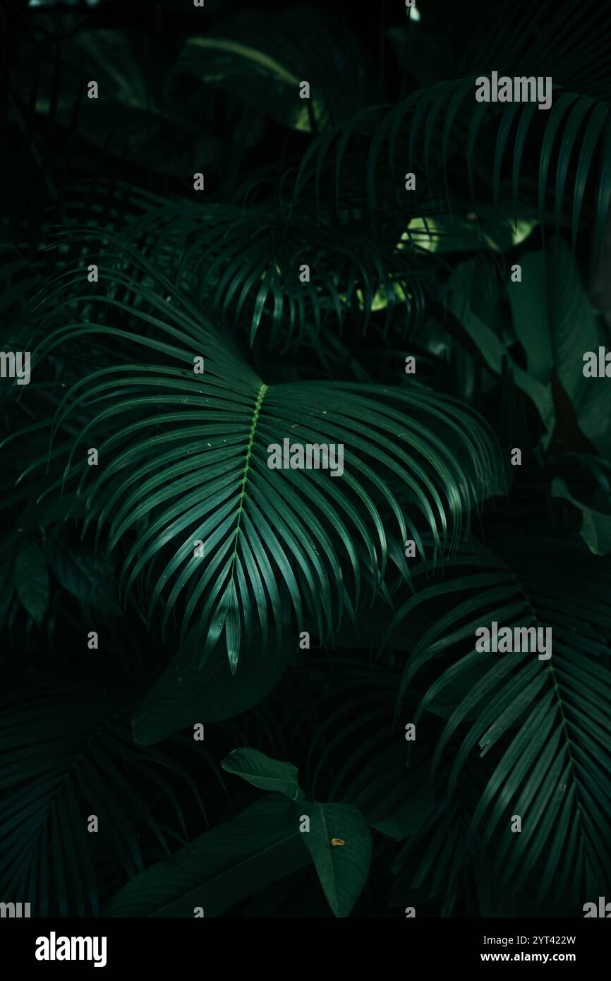 Dark fresh green tropical leaves background Stock Photo - Alamy