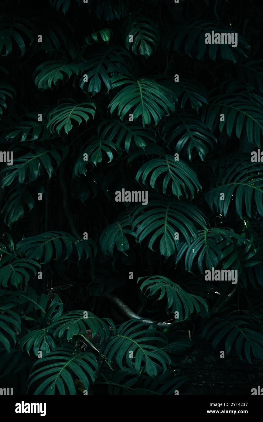 Dark fresh green tropical leaves background Stock Photo - Alamy