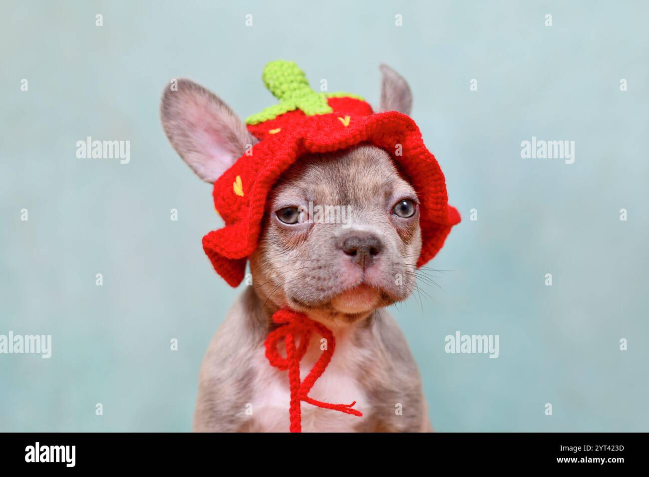 Cute lilac Brindle French Bulldog dog puppy with knitted strawberry hat ...