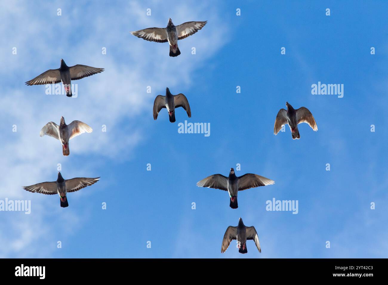 group of homing pigeon flying against beautiful clear blue sky Stock ...