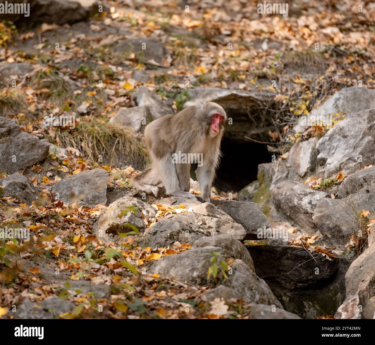 Creature resides hi-res stock photography and images - Alamy