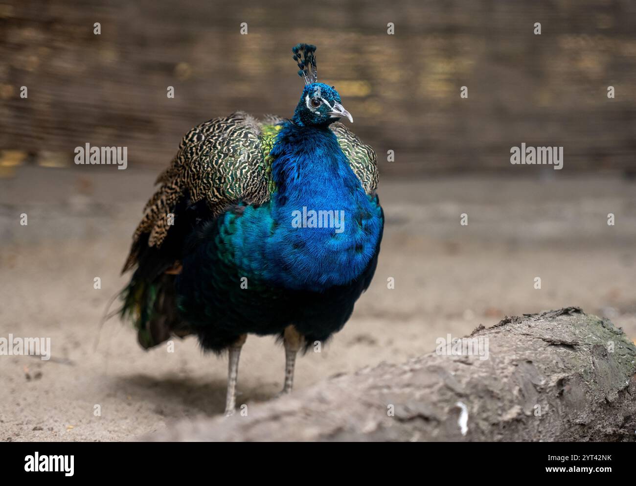 Vibrant male peacock stands hi-res stock photography and images - Alamy