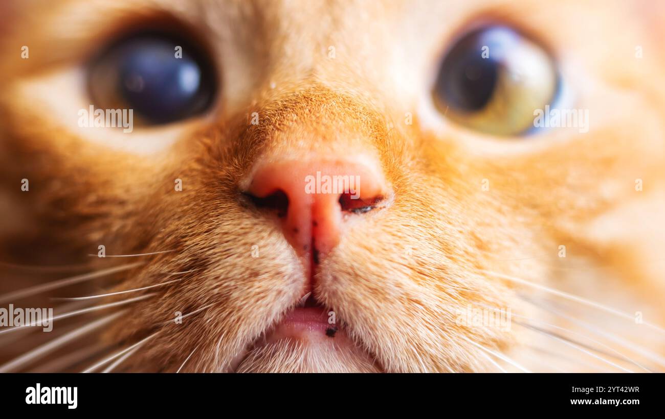 This image features a detailed closeup of a cats nose along with its ...