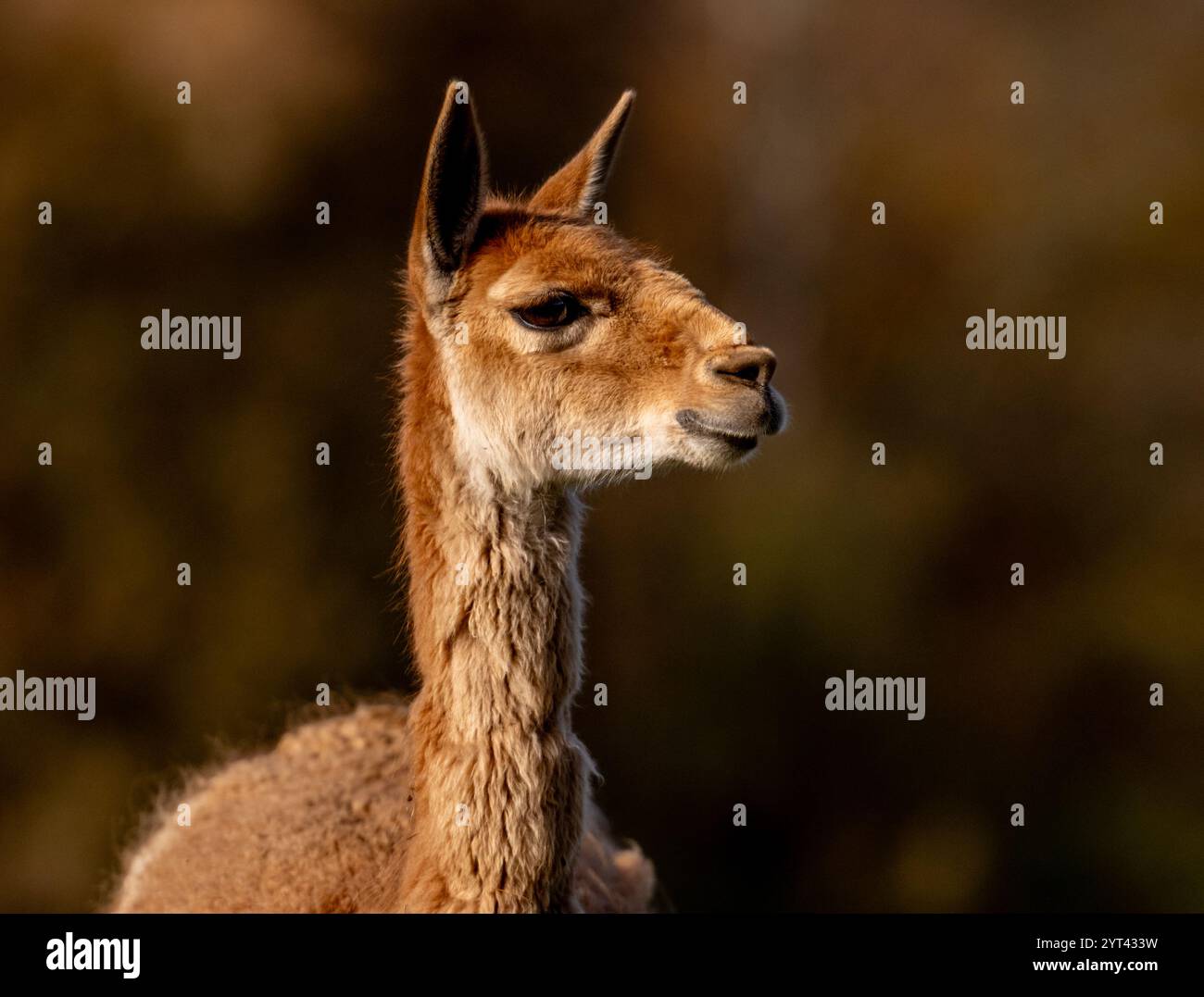 Background captures hi-res stock photography and images - Alamy