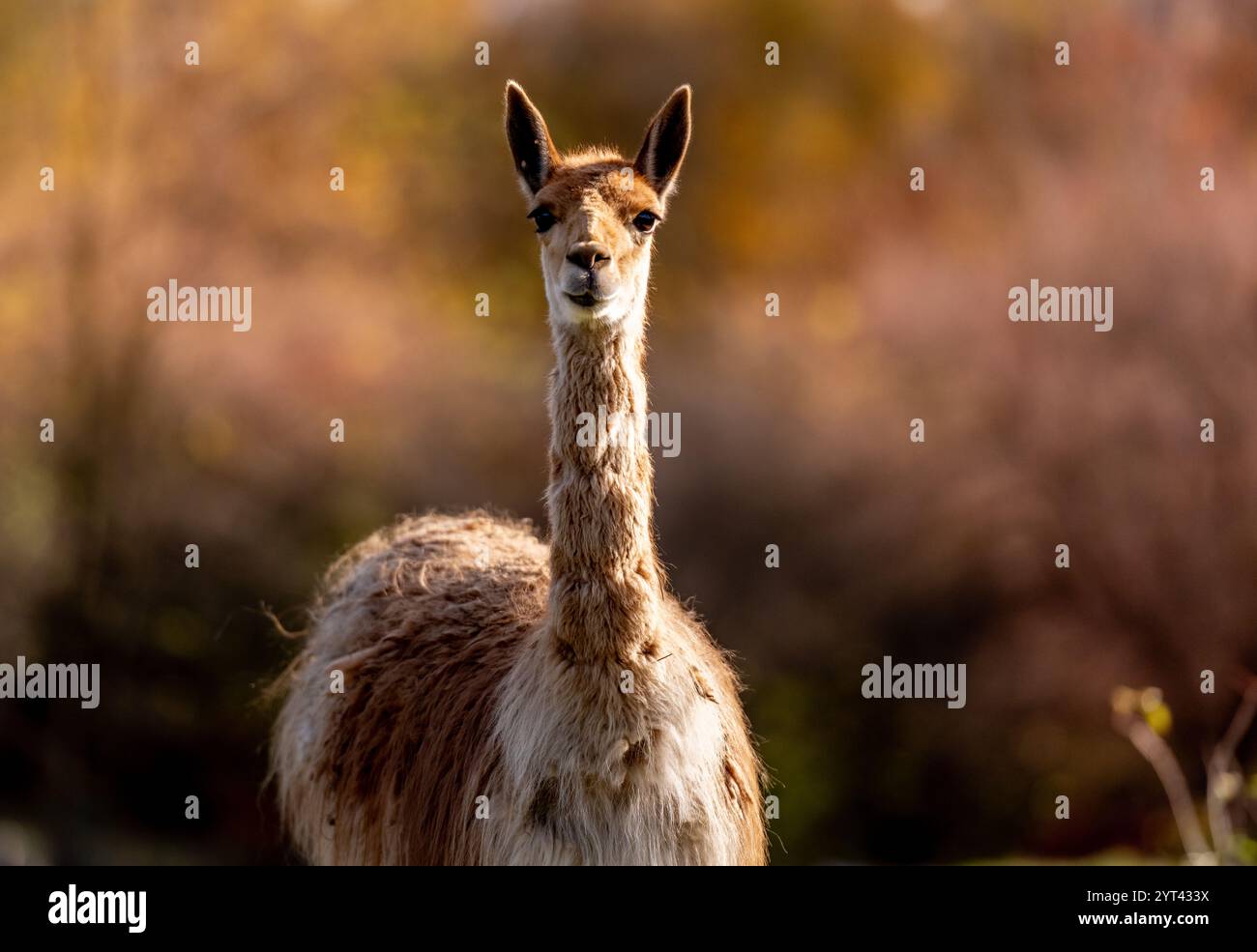 Vicuna Portrait On Blurred Background Captures An Enchanting Wildlife ...
