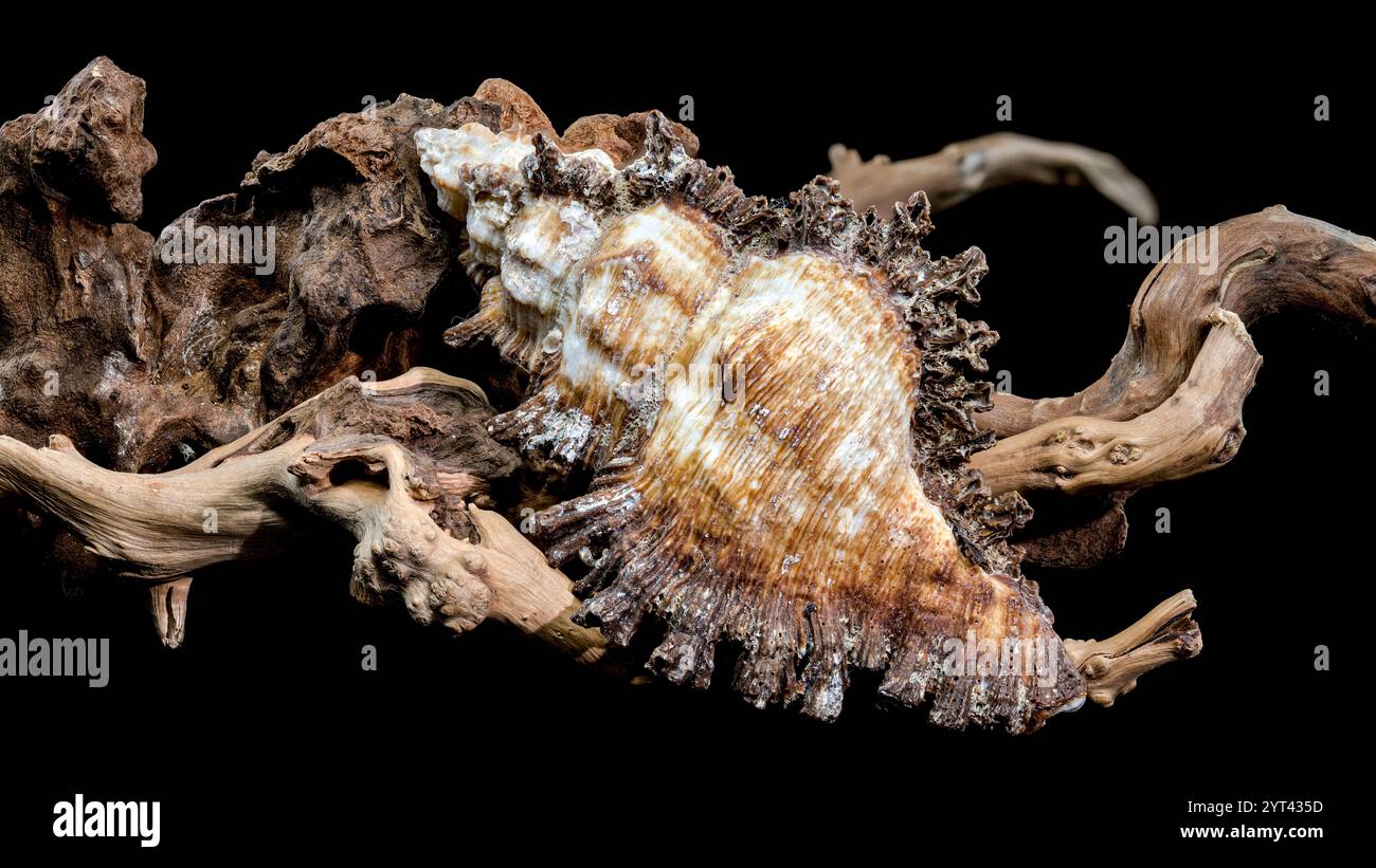 A detailed Chicoreus ramosus shell, also known as the branched murex ...