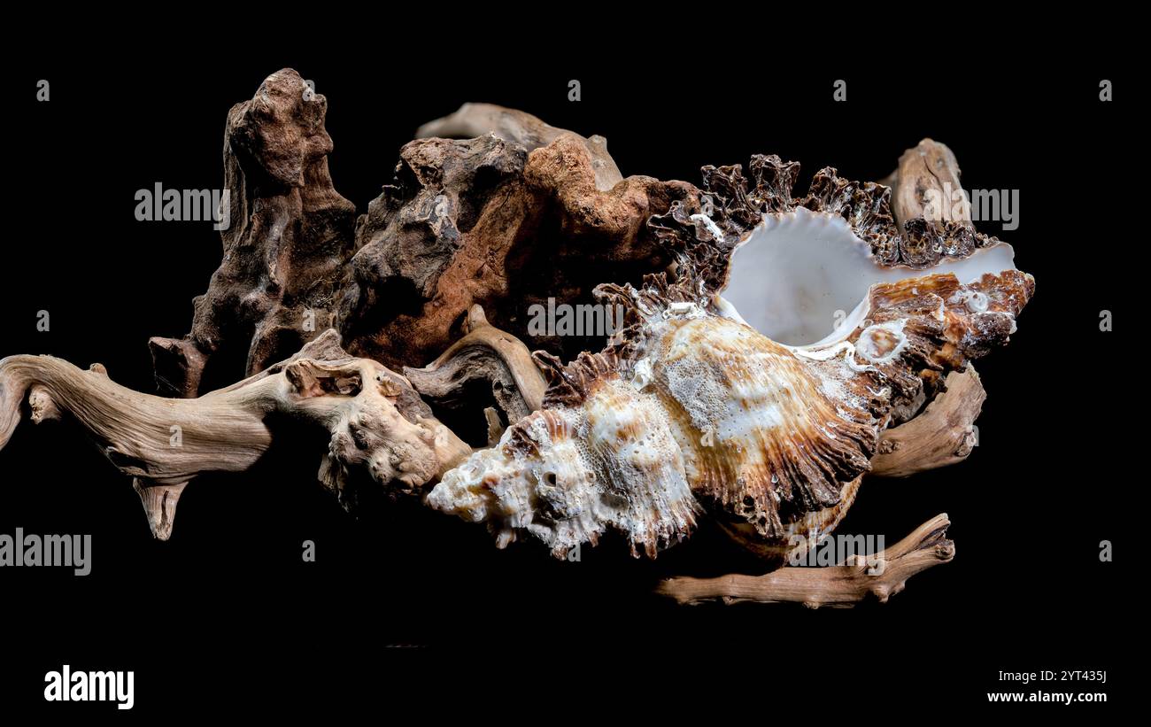 A detailed Chicoreus ramosus shell, also known as the branched murex ...